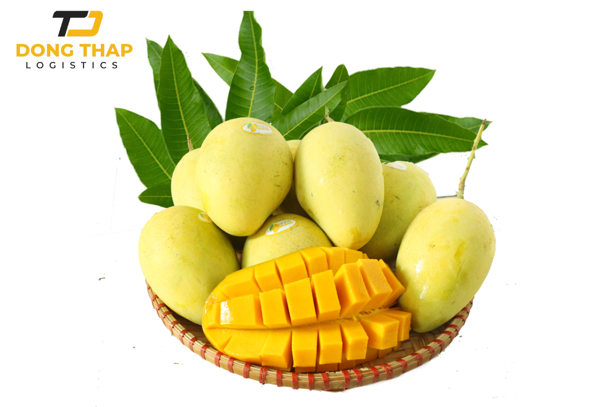 Dịch vụ vận chuyển xoài Cát Chu từ Đồng Tháp lên Hà Nội